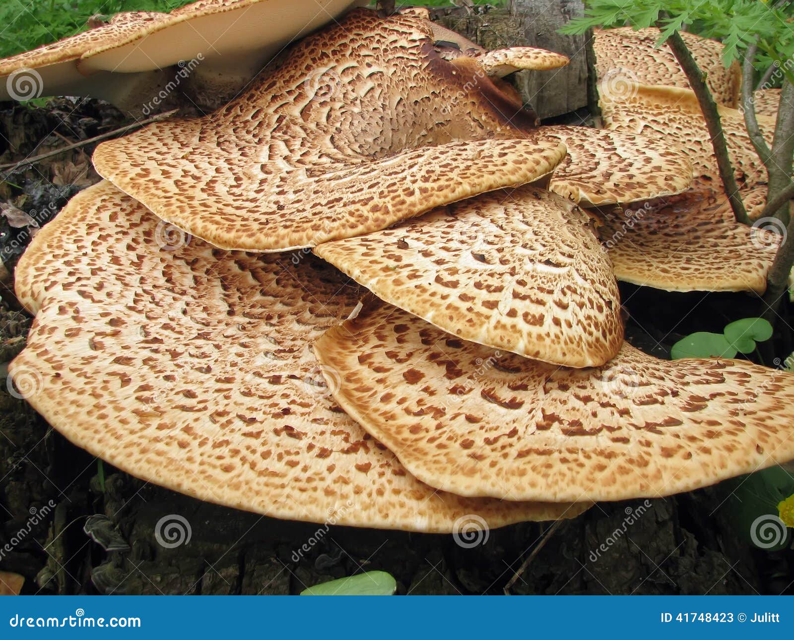 Polyporus squamosus stock image. Image of mycology, colony - 41748423