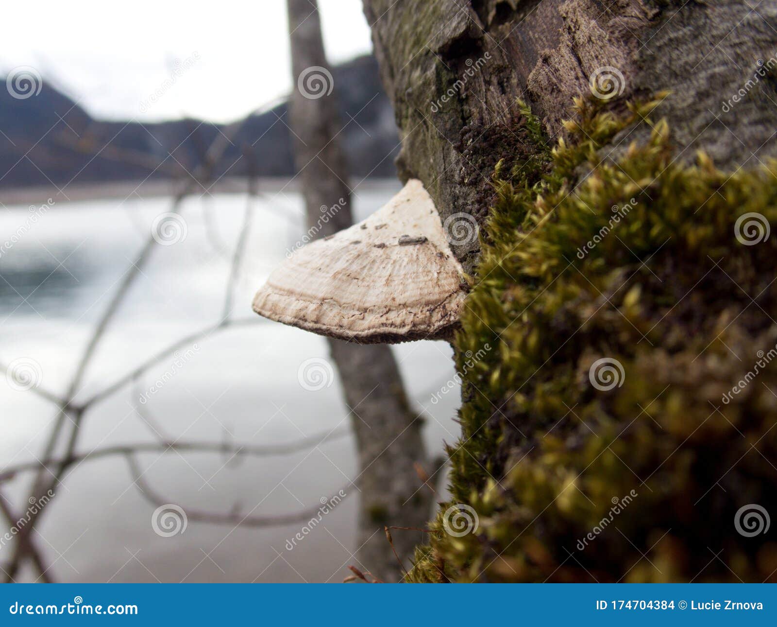 Polyporus on a Tree with Moss Stock Photo - Image of parasite, closeup ...