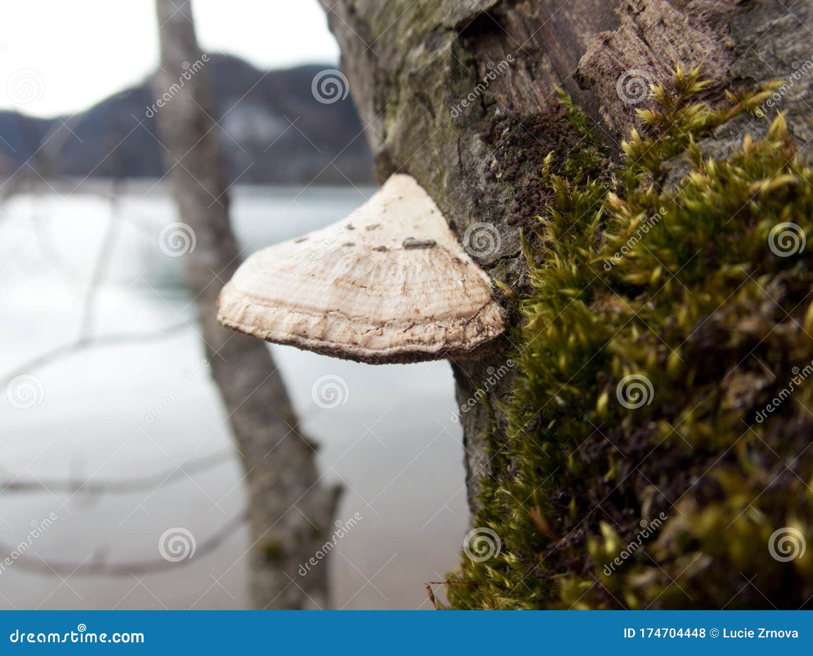 Polyporus on a Tree with Moss Stock Photo - Image of flora, fungus ...
