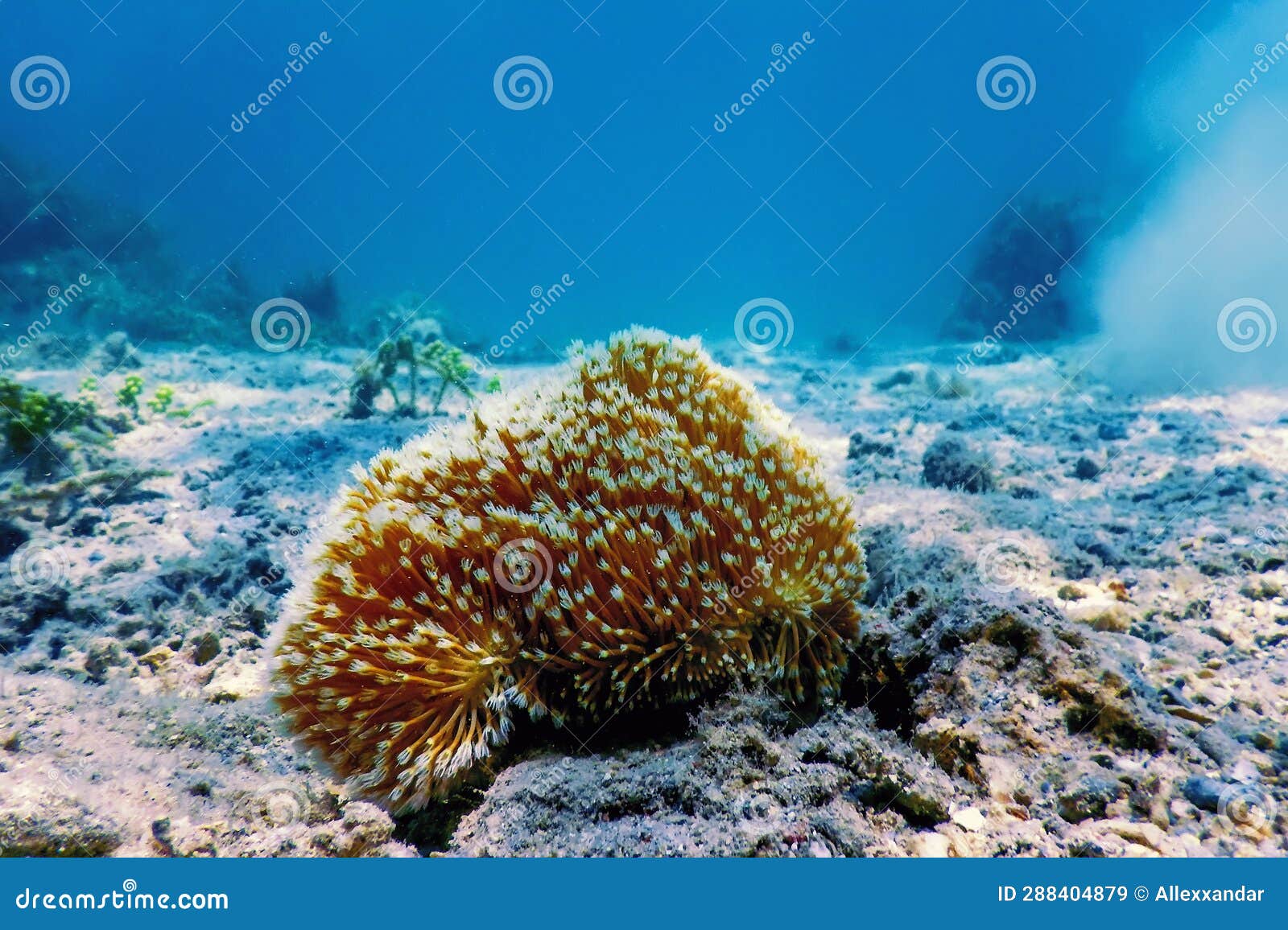 Polyps of the Coral, Underwater Landscape Reef Stock Image - Image of ...