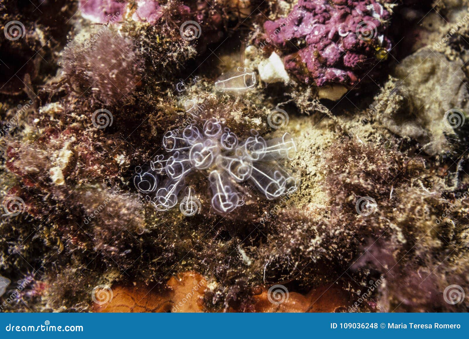 Polyps, Sponges and Algae in the Marine Reef Stock Photo - Image of ...