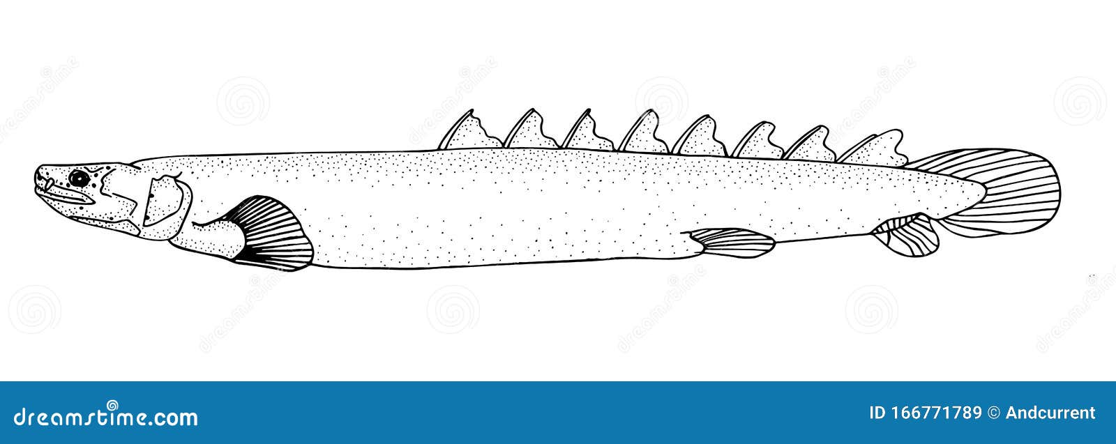 Polypterus. Black Hand Drawn Realistic Outline Vector Image Stock ...