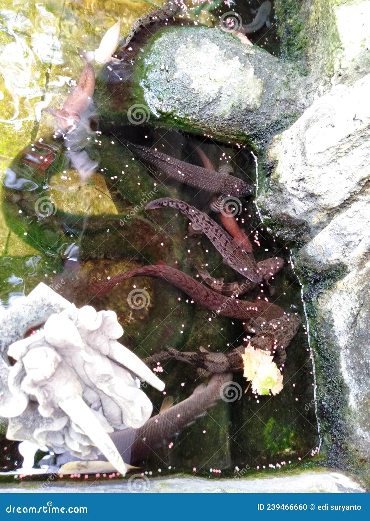 Polypterus dragonfish stock photo. Image of pond, dragonfish - 239466660