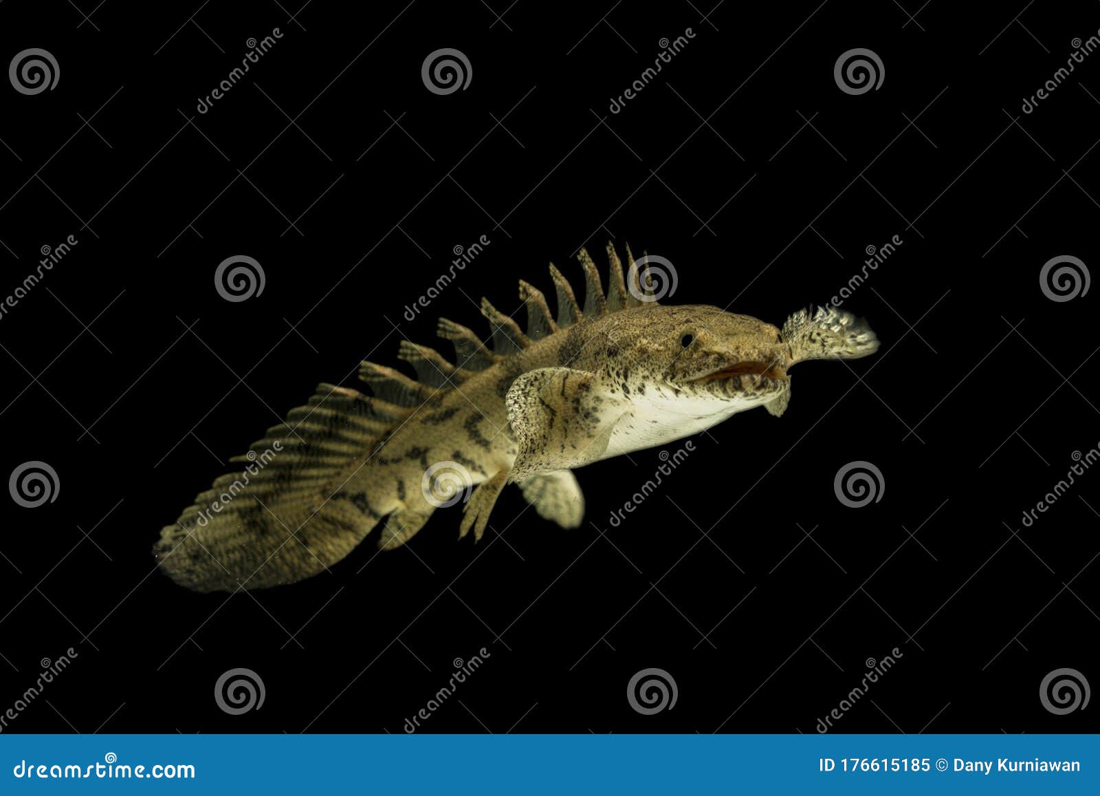 Polypterus Endlicheri or Bichir Fish Stock Image - Image of catfish ...