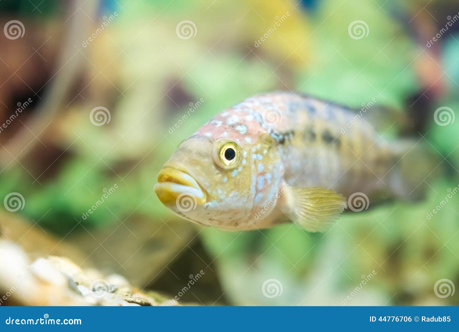 Polypterus Senegalus stock photo. Image of senegalus - 44776706
