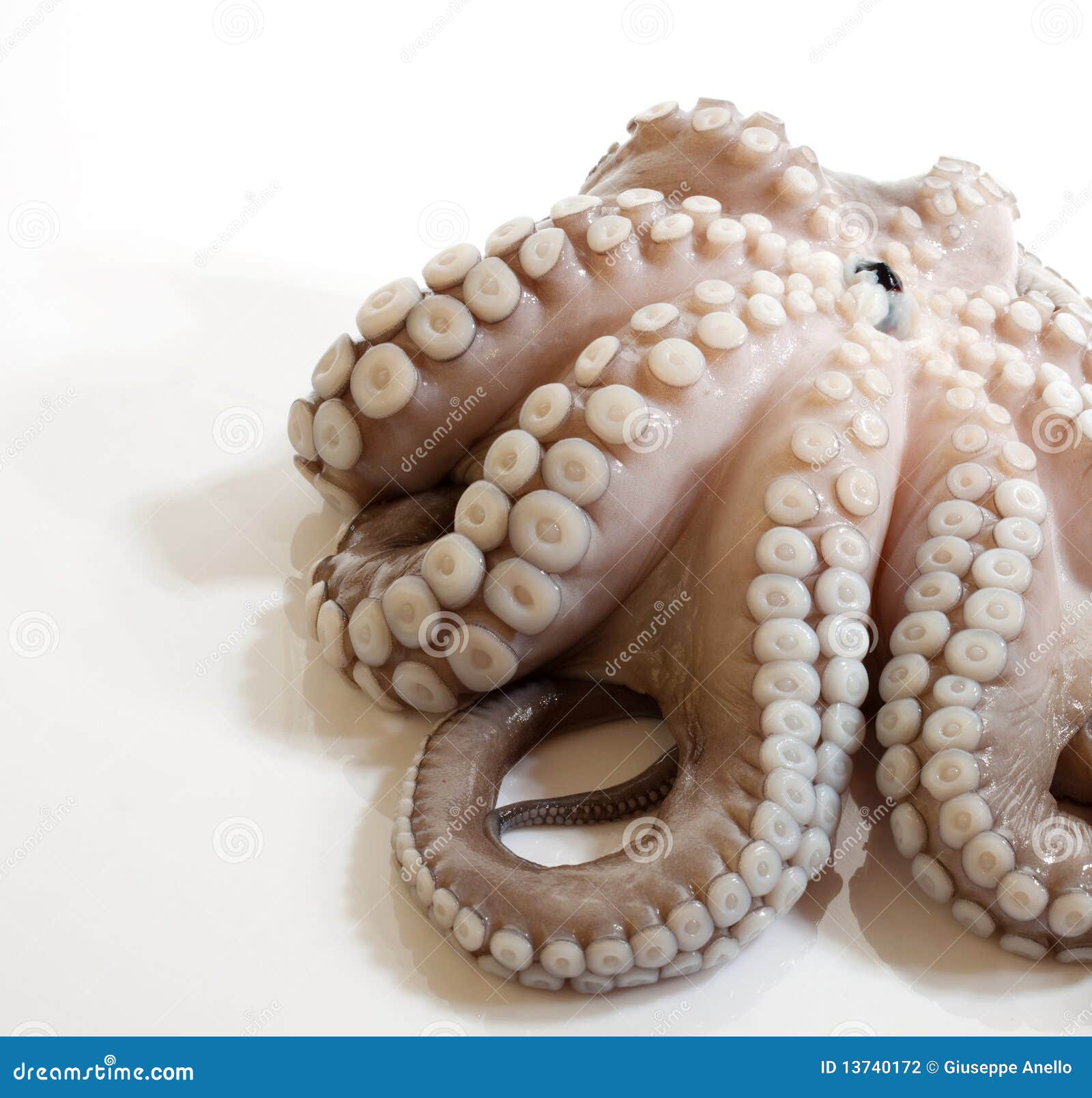 Polypus photo stock. Image du poissons, culinaire, délicieux - 13740172