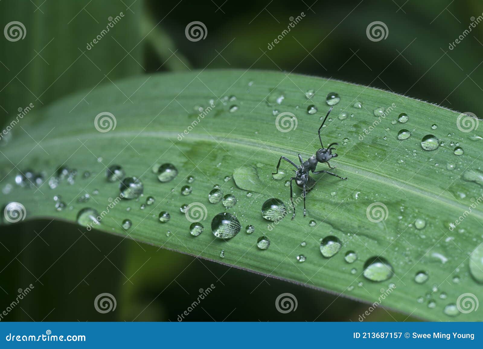 Polyrhachis Dives Ant Resting on the Blade Grass Stock Image - Image of ...