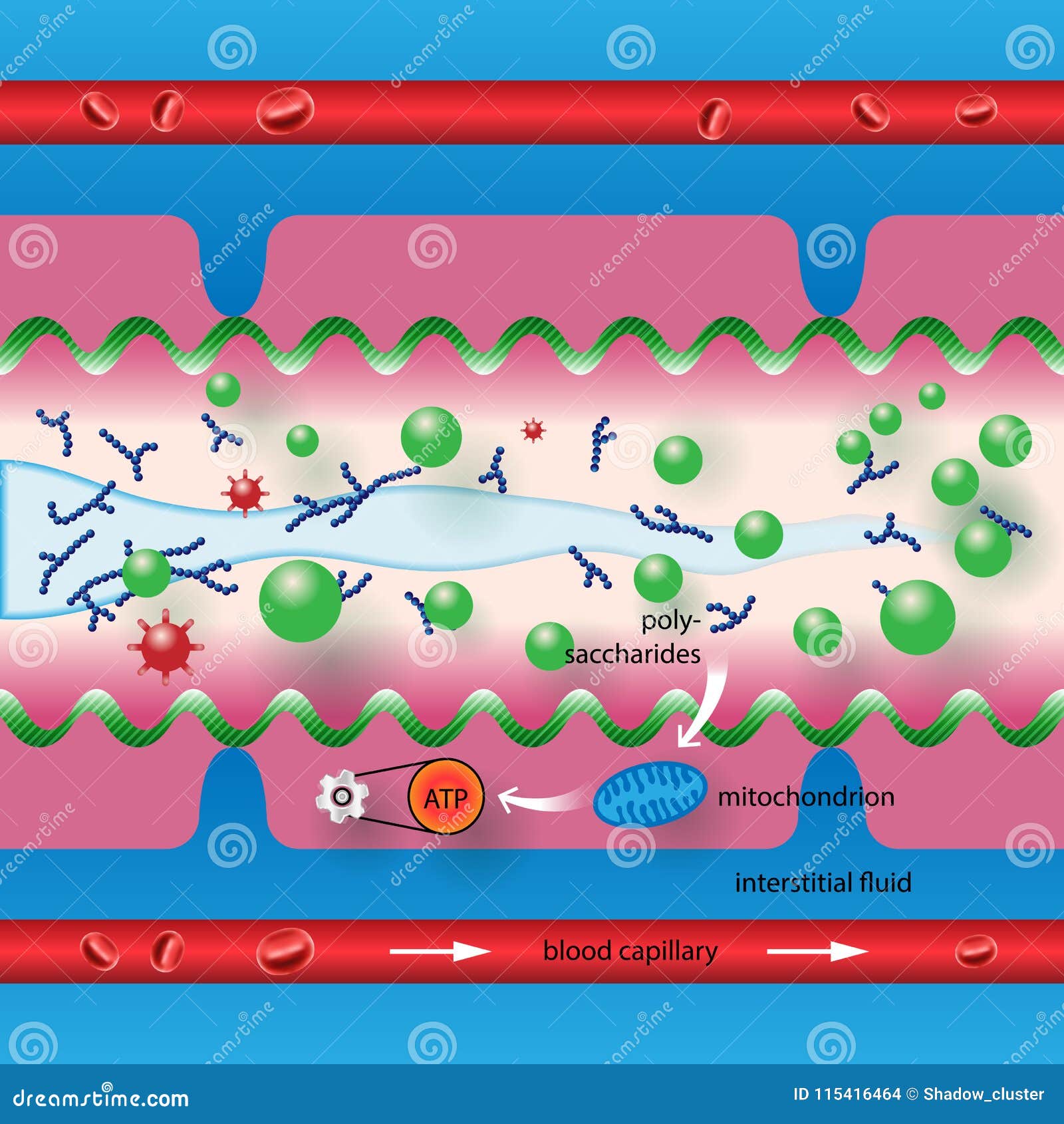 Polysaccharides Cartoons, Illustrations & Vector Stock Images - 142 ...