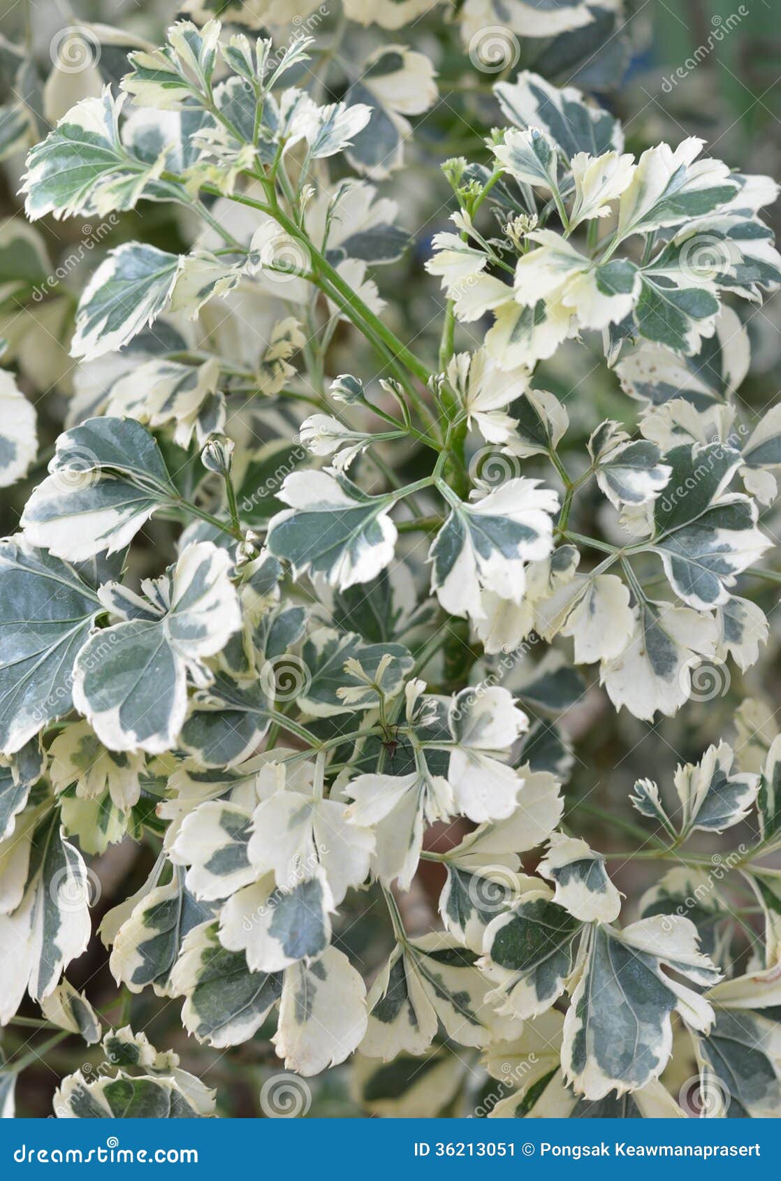 Polyscias immagine stock. Immagine di rotella, flora - 36213051