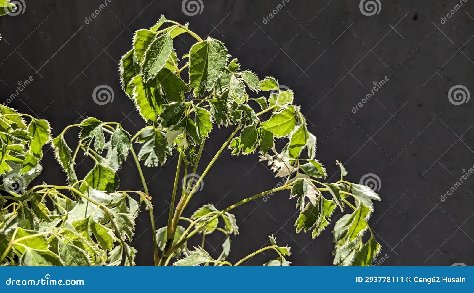 Polyscias dwarf variegata stock image. Image of herb - 293778111
