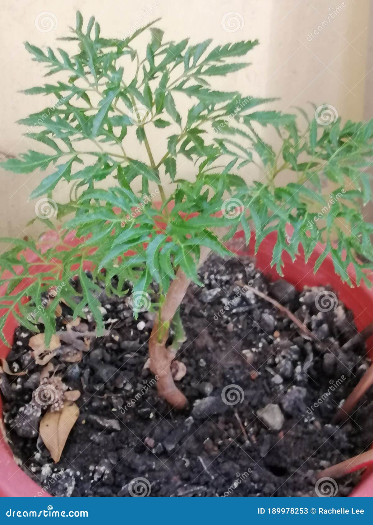 Polyscias fruticosa stock image. Image of grass, fruticosa - 189978253