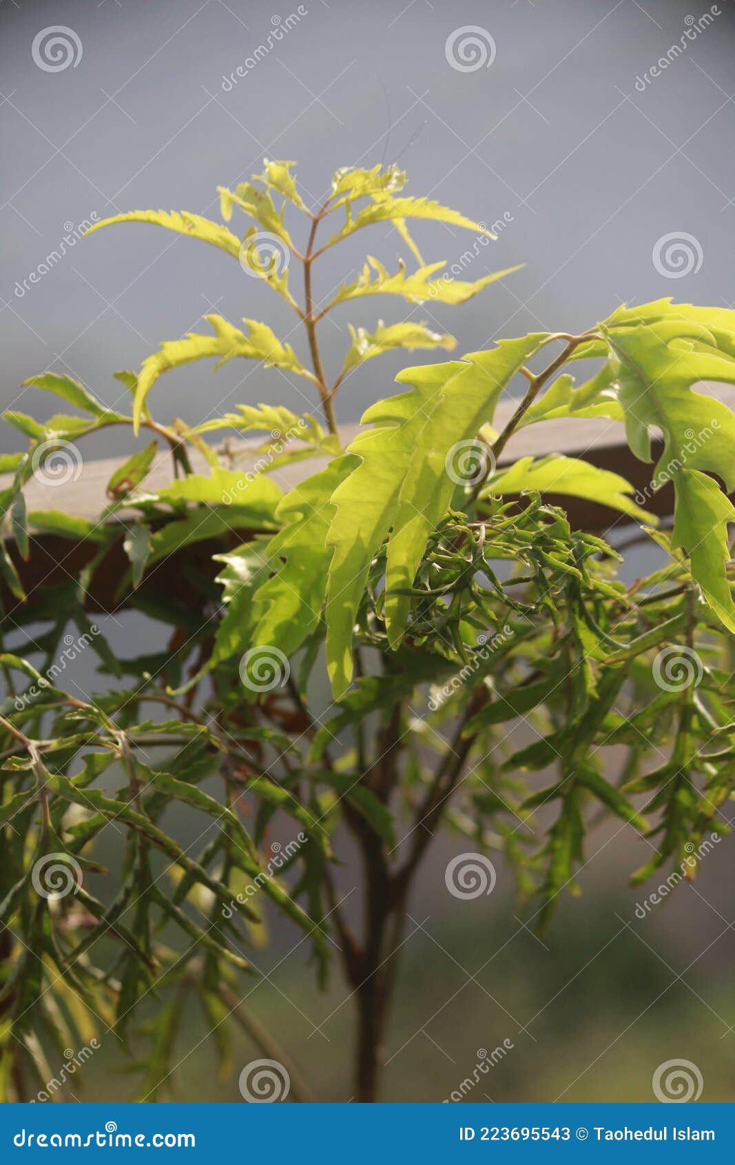 Polyscias Fruticosa, Or Ming Aralia, Is A Perennial Plant, Dicot ...
