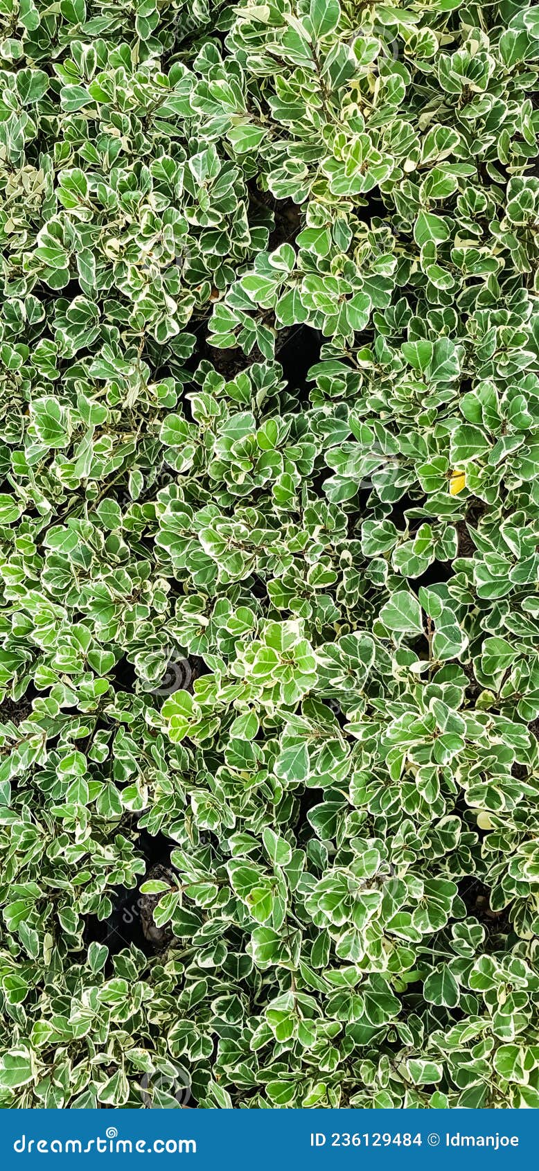 Polyscias guilfoylei stock photo. Image of background - 236129484