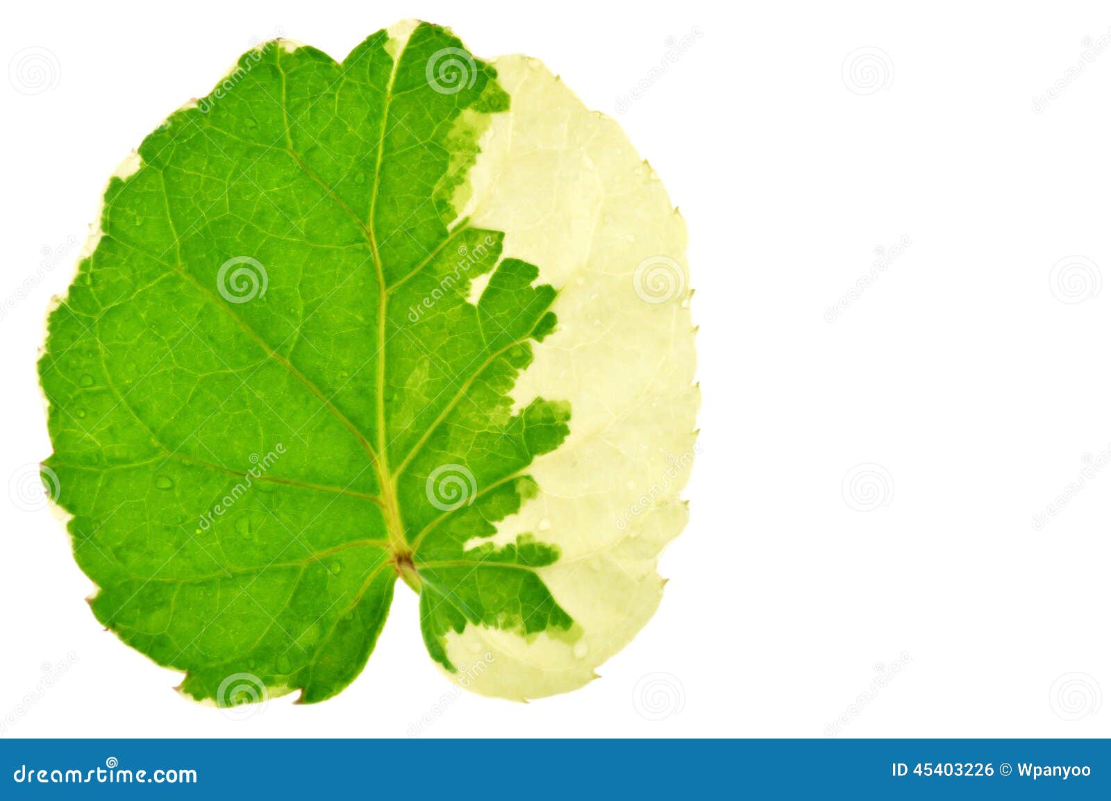 Polyscias leaf stock photo. Image of thailand, yellow - 45403226