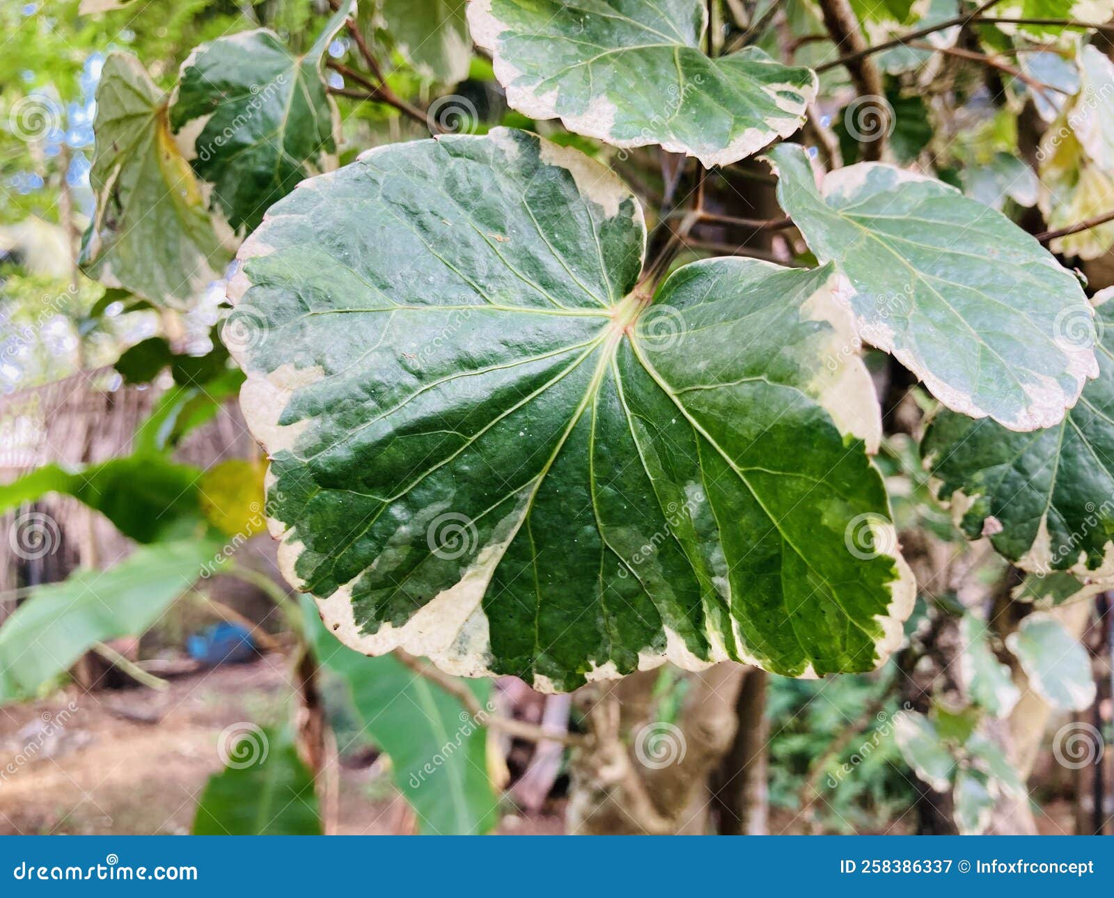 Polyscias Scutellaria "koppa Leaves" Stock Image - Image of woodland ...