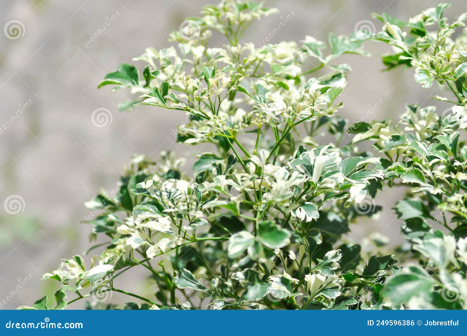 Polyscias Sp, Ming Aralia or ARALIACEAE Stock Photo - Image of house ...