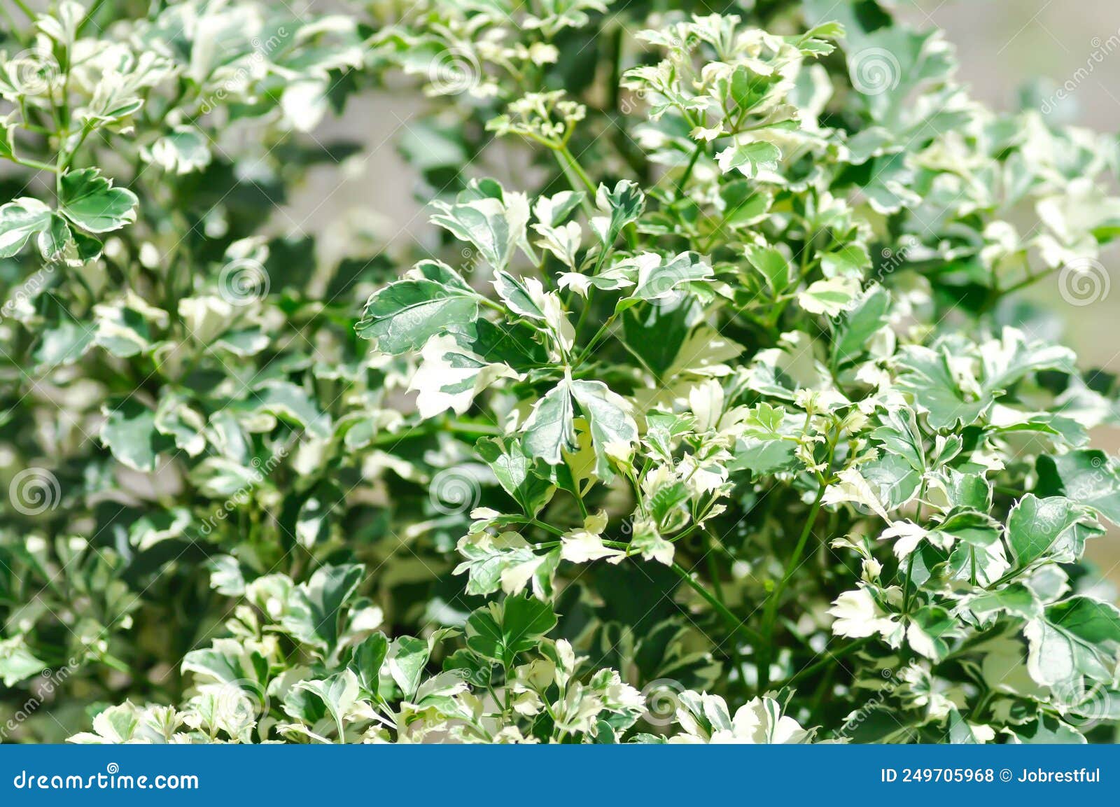 Polyscias Sp, Ming Aralia or ARALIACEAE Stock Photo - Image of spot ...