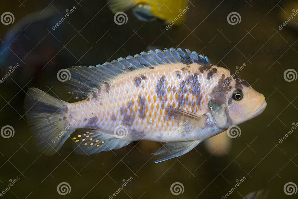 Polystigma fish stock image. Image of fins, fresh, nature - 7350459