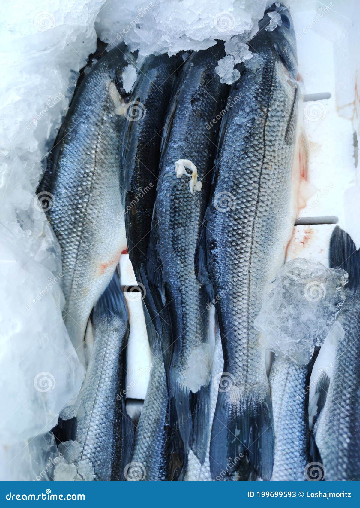 Polystyrene Box with Fish in Ice Ready for Sale Stock Image - Image of ...