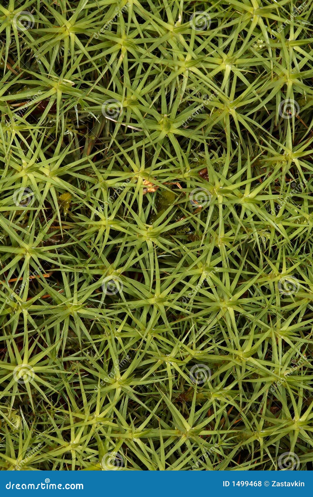 Polytrichum stock photo. Image of alive, species, polytrichum - 1499468