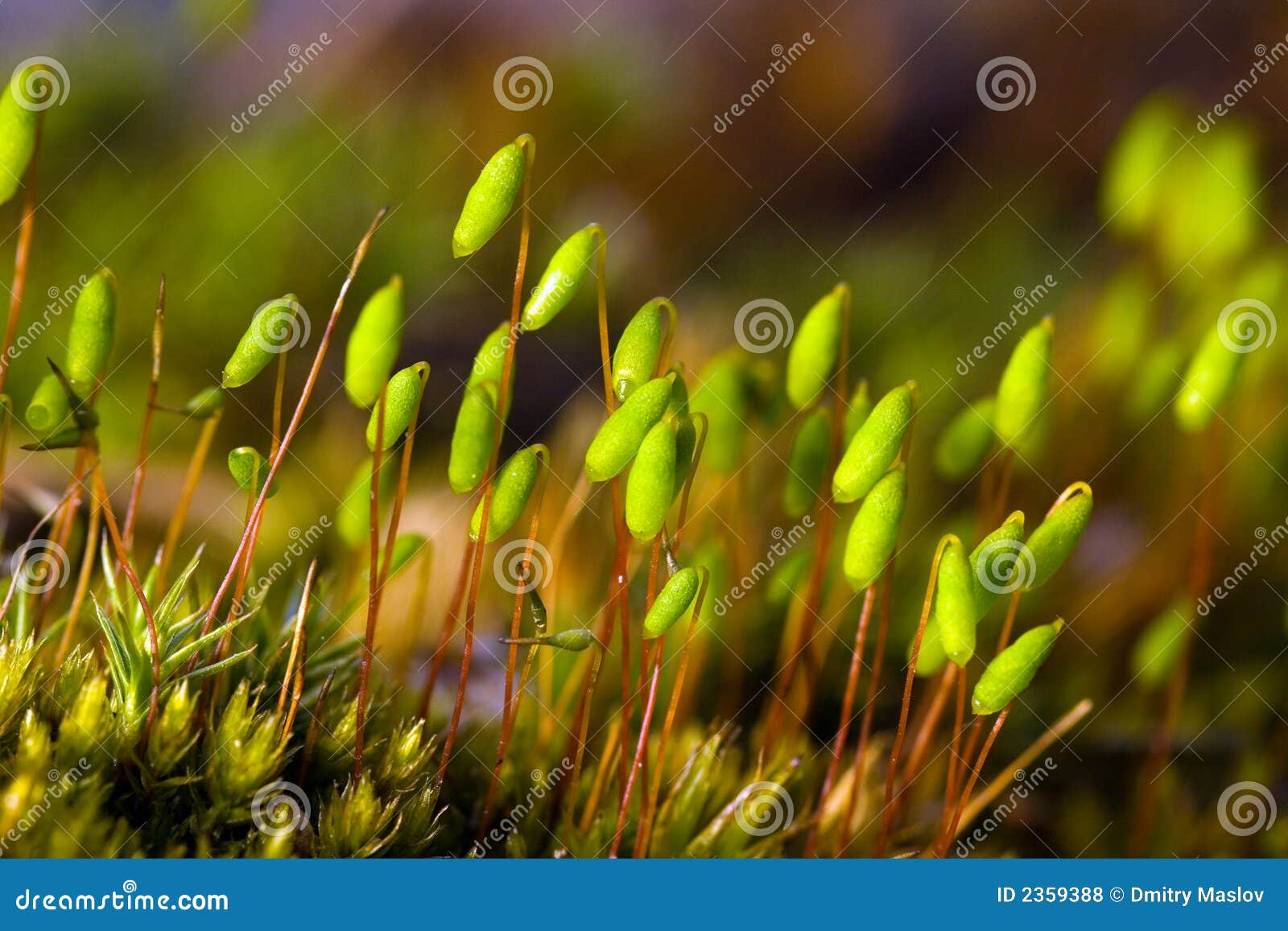 Polytrichum commune stock photo. Image of plant, pattern - 2359388