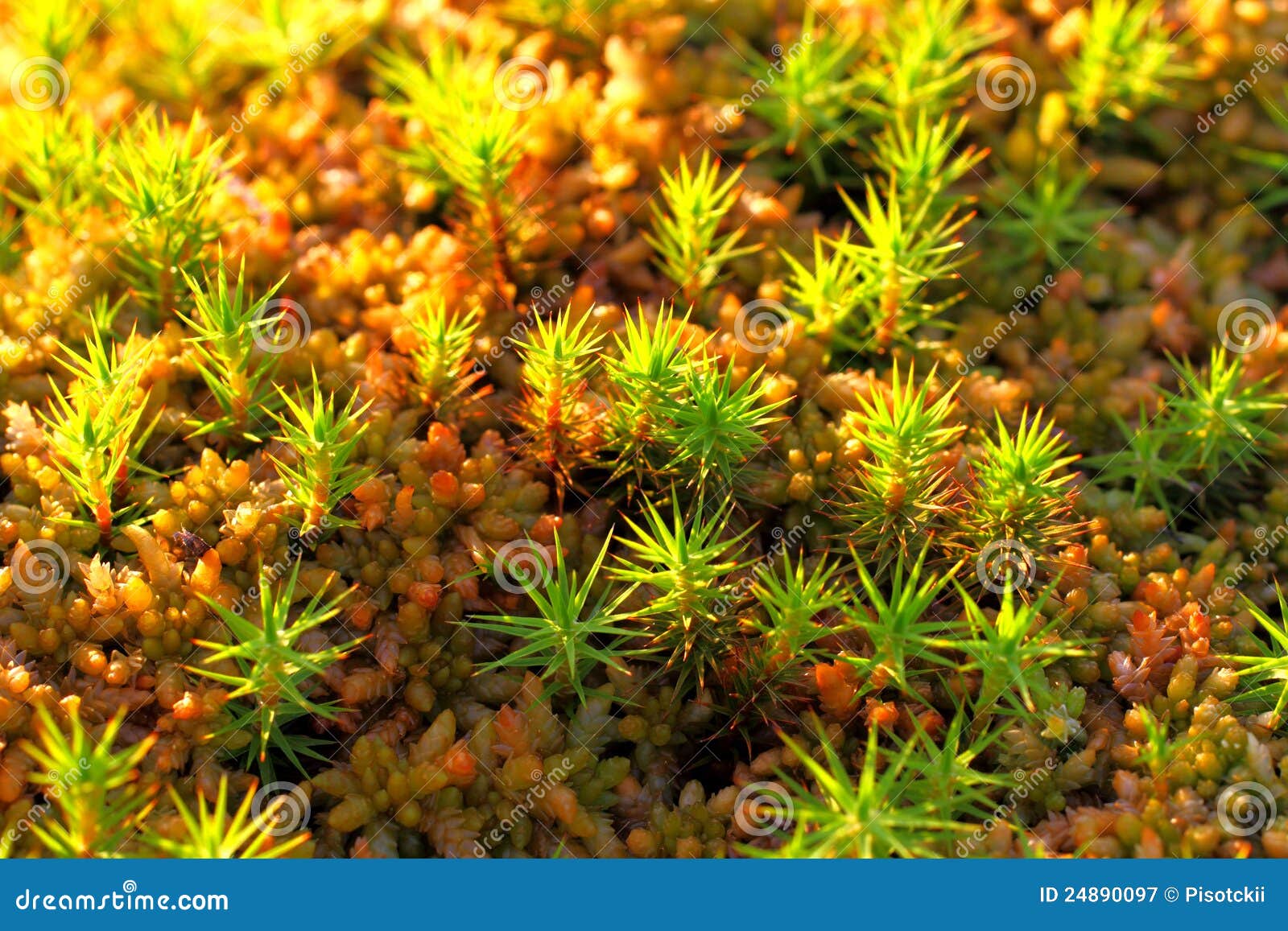 Polytrichum commune stock image. Image of light, evening - 24890097