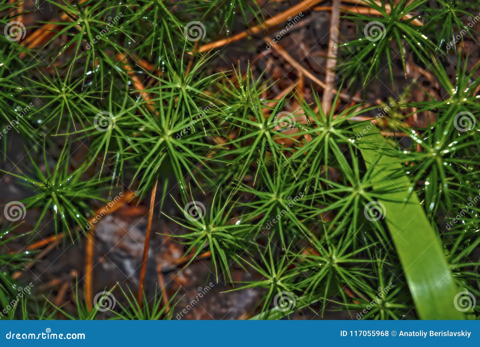 Polytrichum Commune Close-up Stock Photo - Image of haircap, moss ...