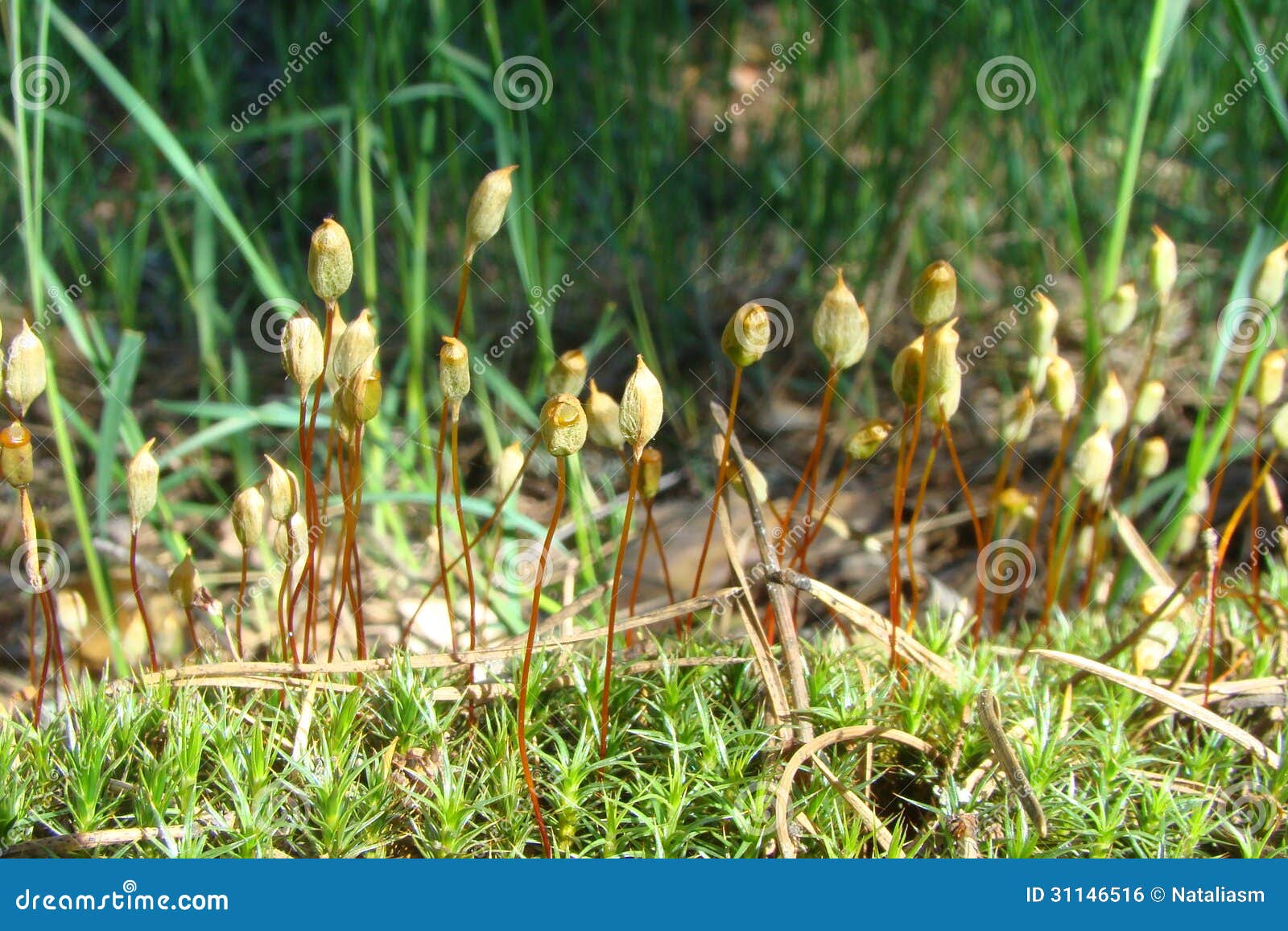 Polytrichum commune stock photo. Image of plant, macro - 31146516