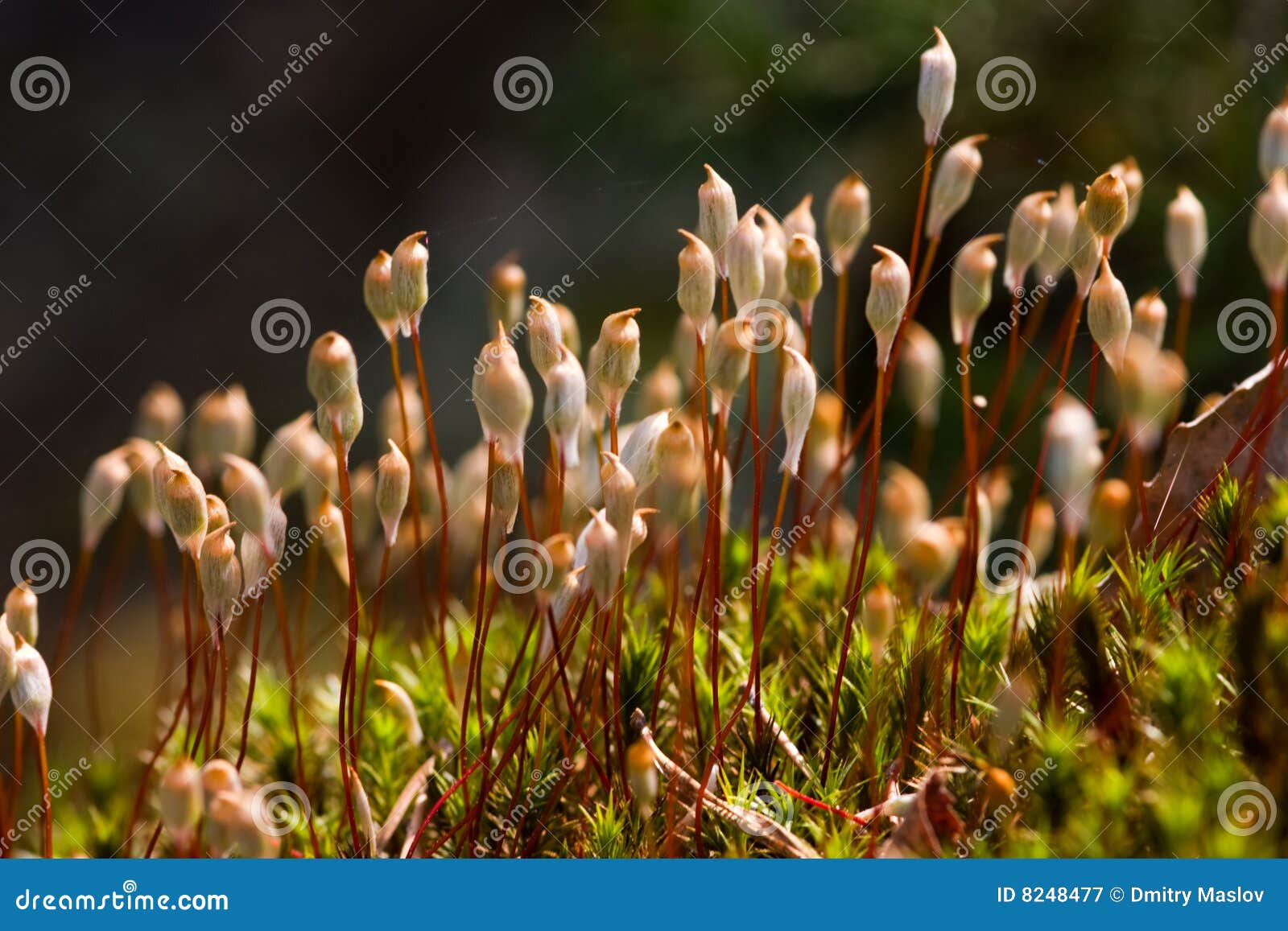 Haircap Moss Or Hair Moss Sporophyte. Plant Polytrichum Commune, Common ...
