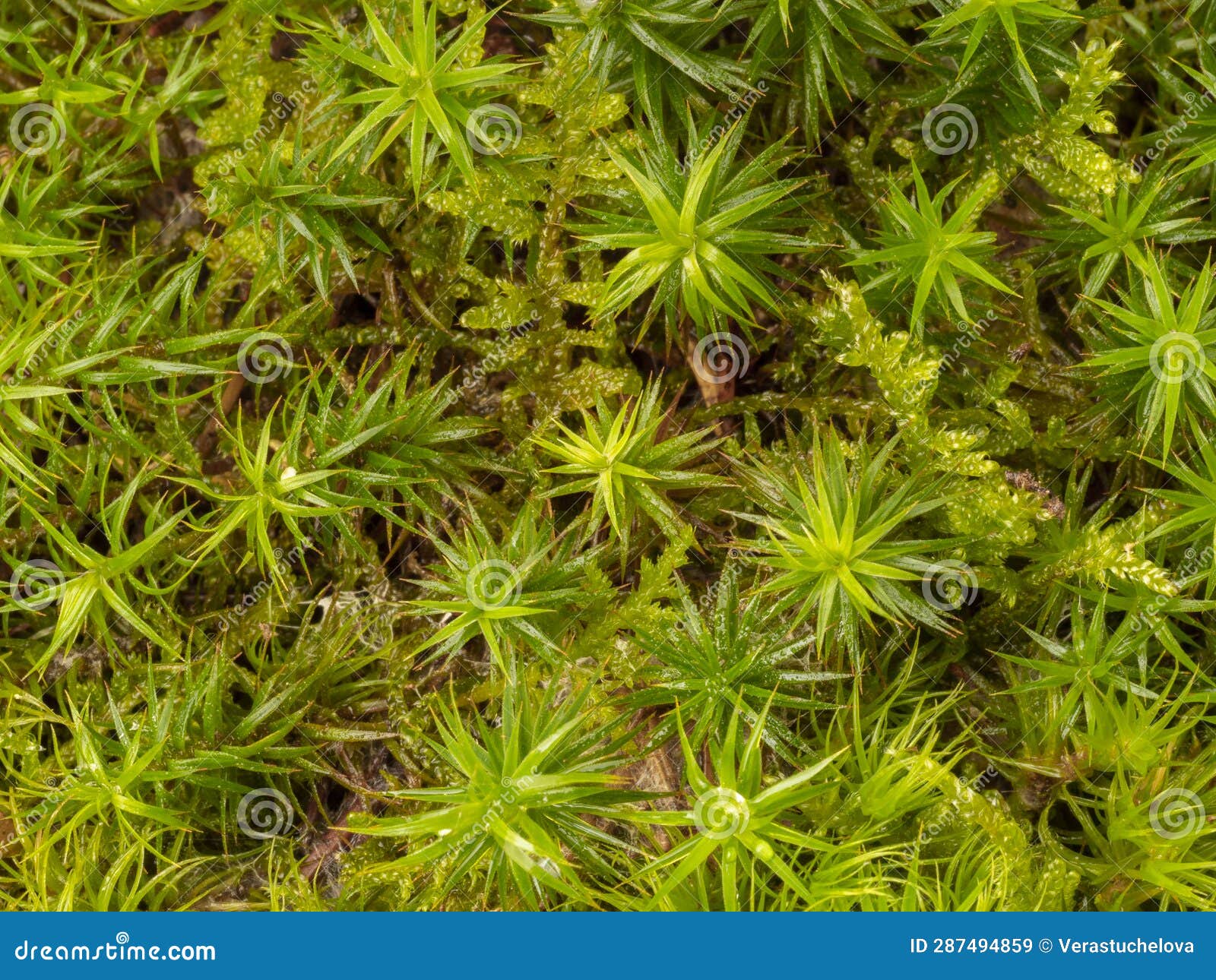 Polytrichum Moss in the Detail - Macro Stock Image - Image of abstract ...