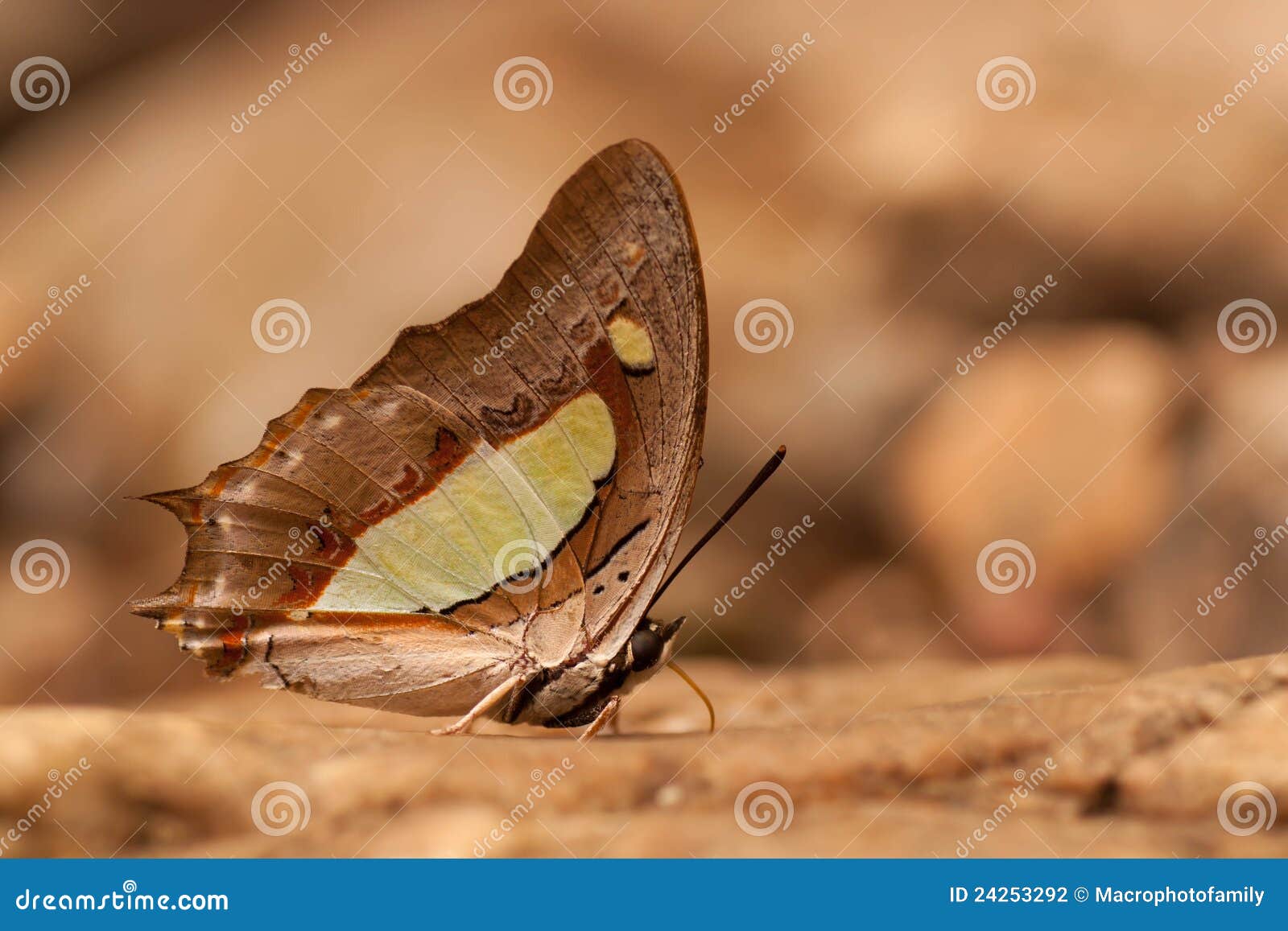 Polyura athamas stock photo. Image of nymphalidae, wildlife - 24253292