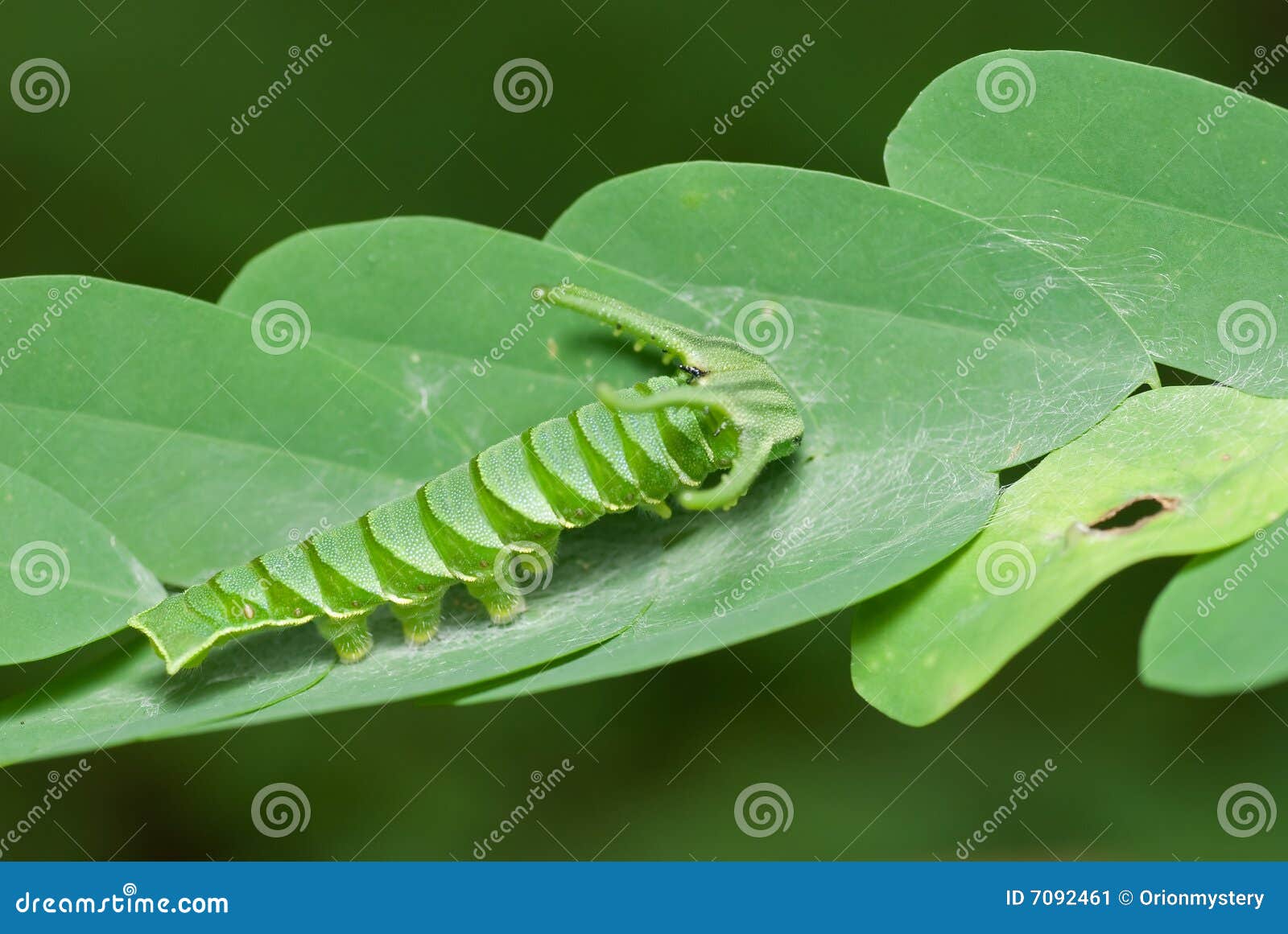 Polyura Hebe Plautus Caterpillar Stock Image - Image of macro, foliage ...