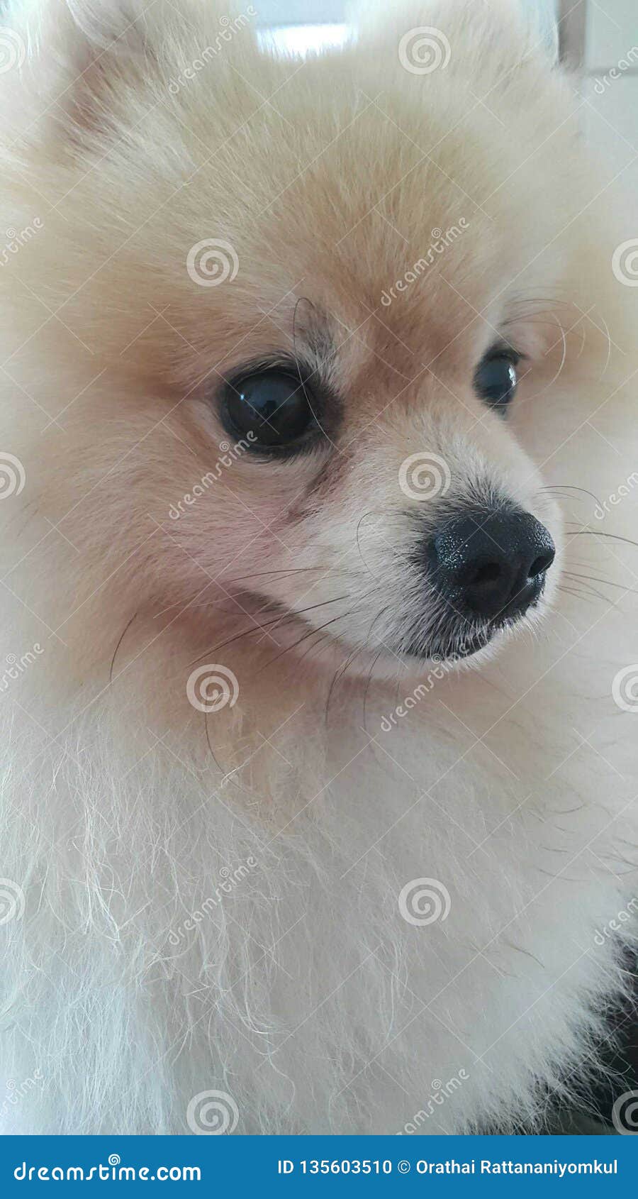 Pom dog stock photo. Image of potrait, cute - 135603510