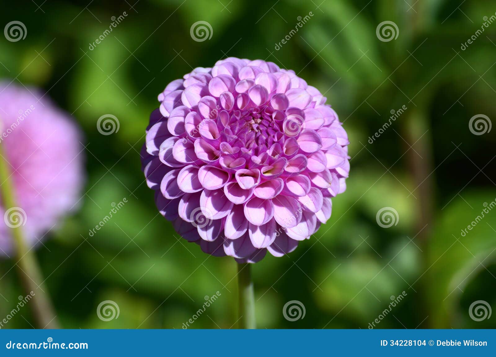Pom Pom Dahlia stock photo. Image of flowers, nature - 34228104