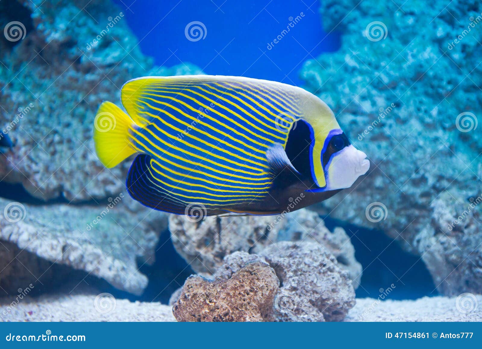 Pomacanthus Imperator - Emperor Angelfish Stock Image - Image of ...