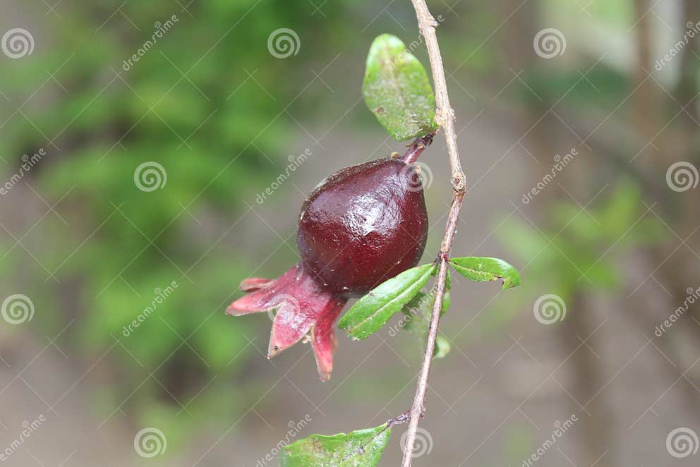 Pomade Fruit in Front of My House Stock Photo - Image of leaf, branch ...