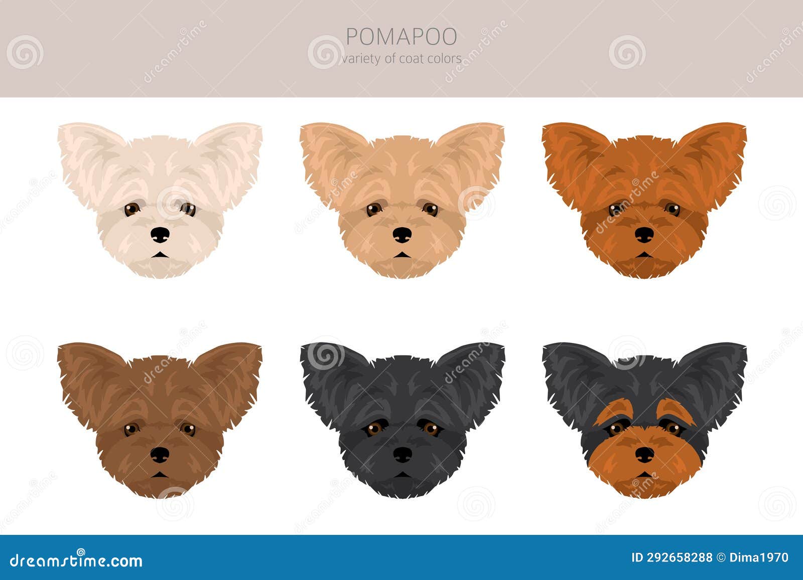 Pomapoo Clipart. Pomeranian Poodle Mix Stock Vector - Illustration of ...