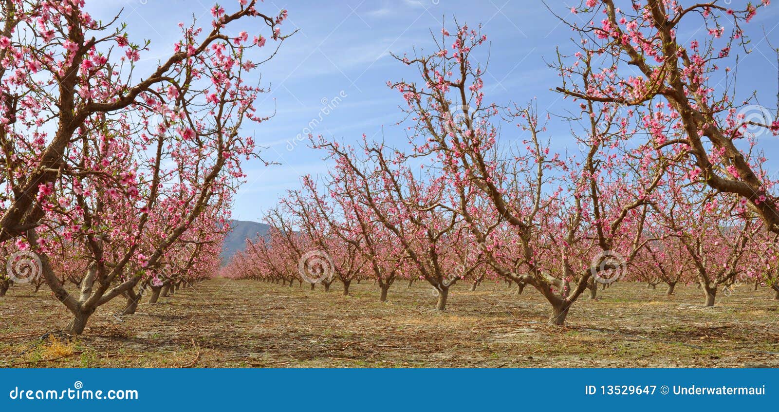 Pomar imagem de stock. Imagem de pomares, deserto, pêssego - 13529647
