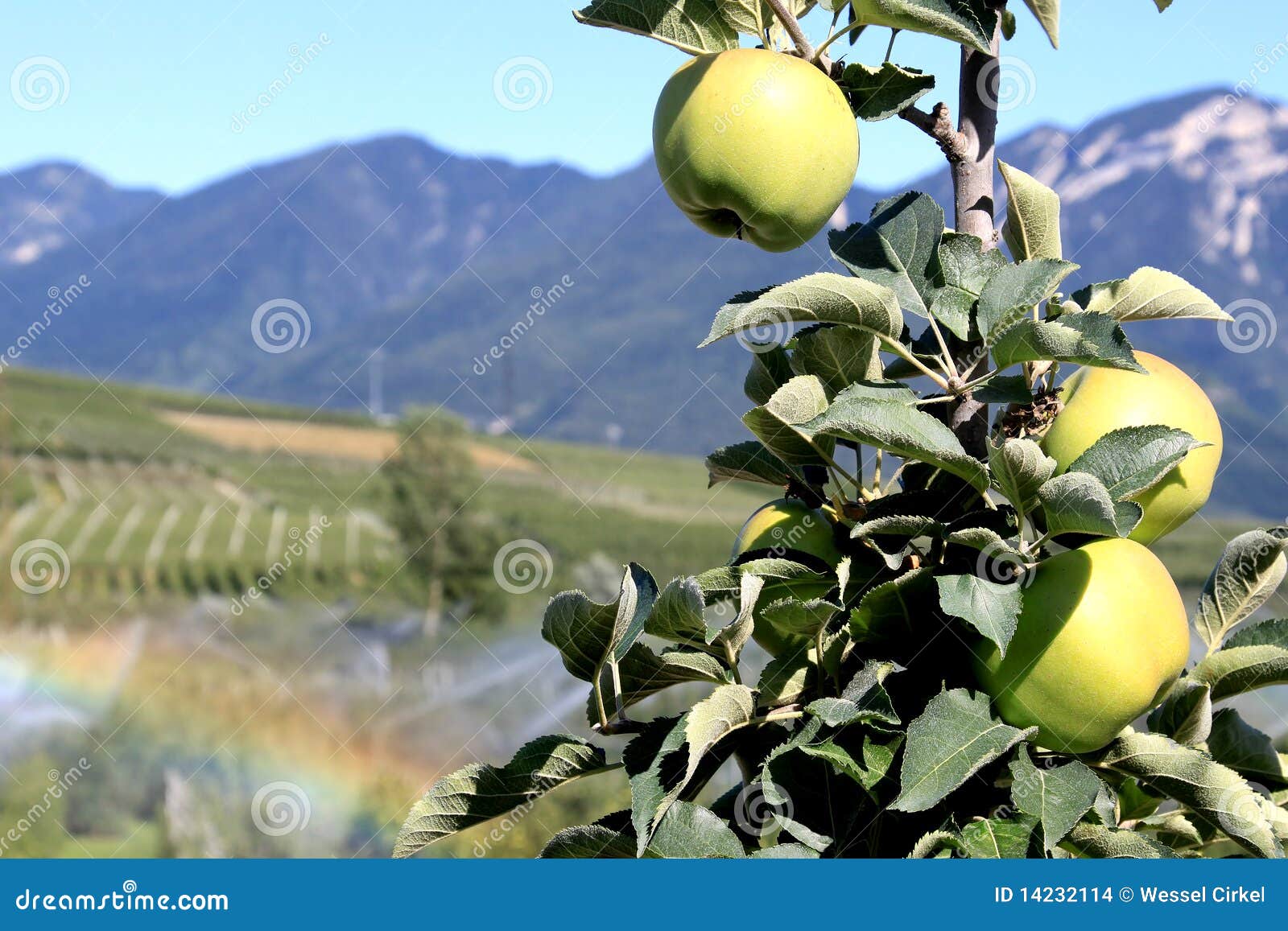Pomares De Apple Nas Dolomites Italianas Foto de Stock - Imagem de ...
