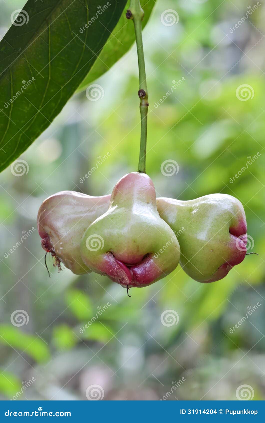 Pomarrosa en árbol foto de archivo. Imagen de suroriental - 31914204