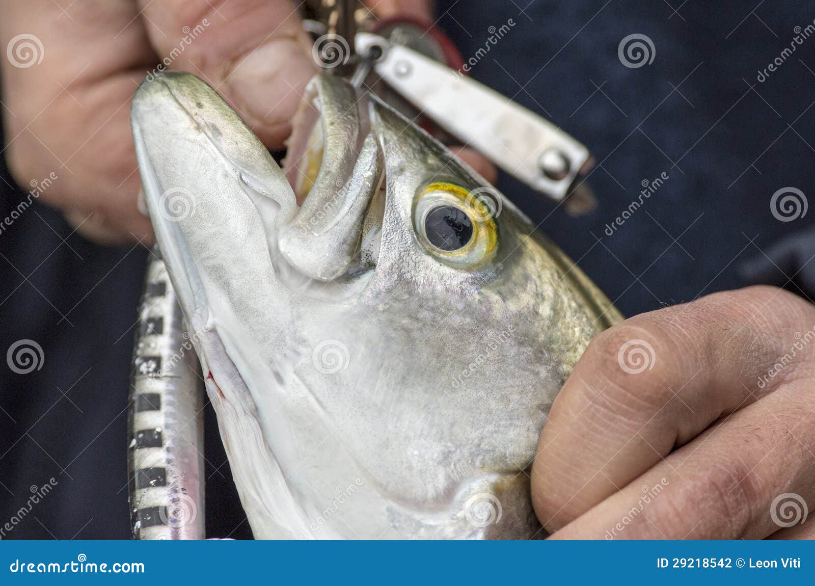 Pomatomus saltatrix stock photo. Image of marine, sport - 29218542