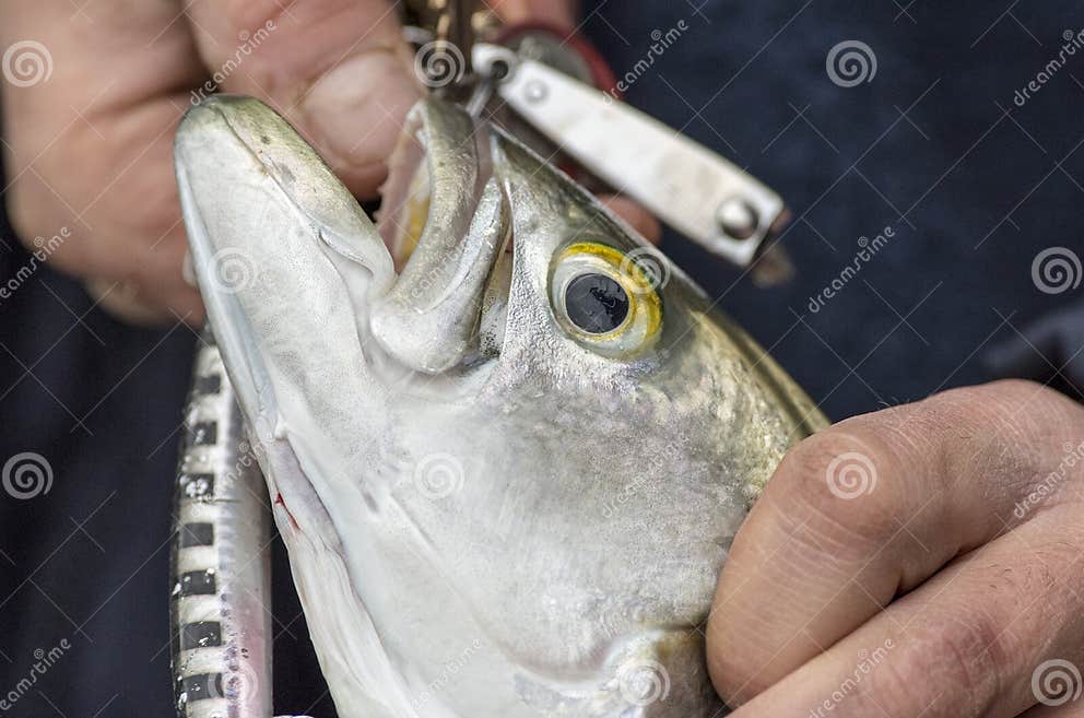 Pomatomus saltatrix stock photo. Image of marine, sport - 29218542