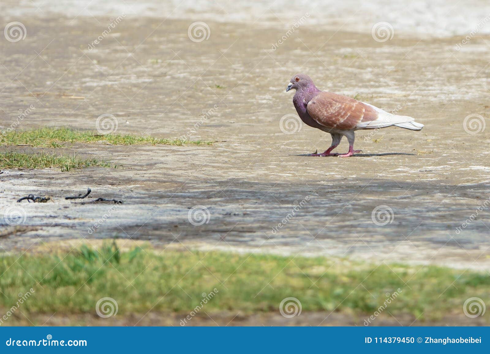 Pomba foto de stock. Imagem de pombo, animais, terra - 114379450
