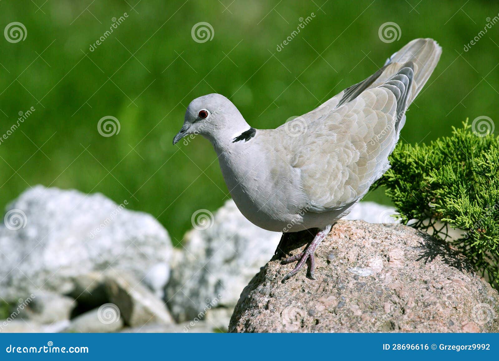 Pomba foto de stock. Imagem de filial, verde, retrato - 28696616