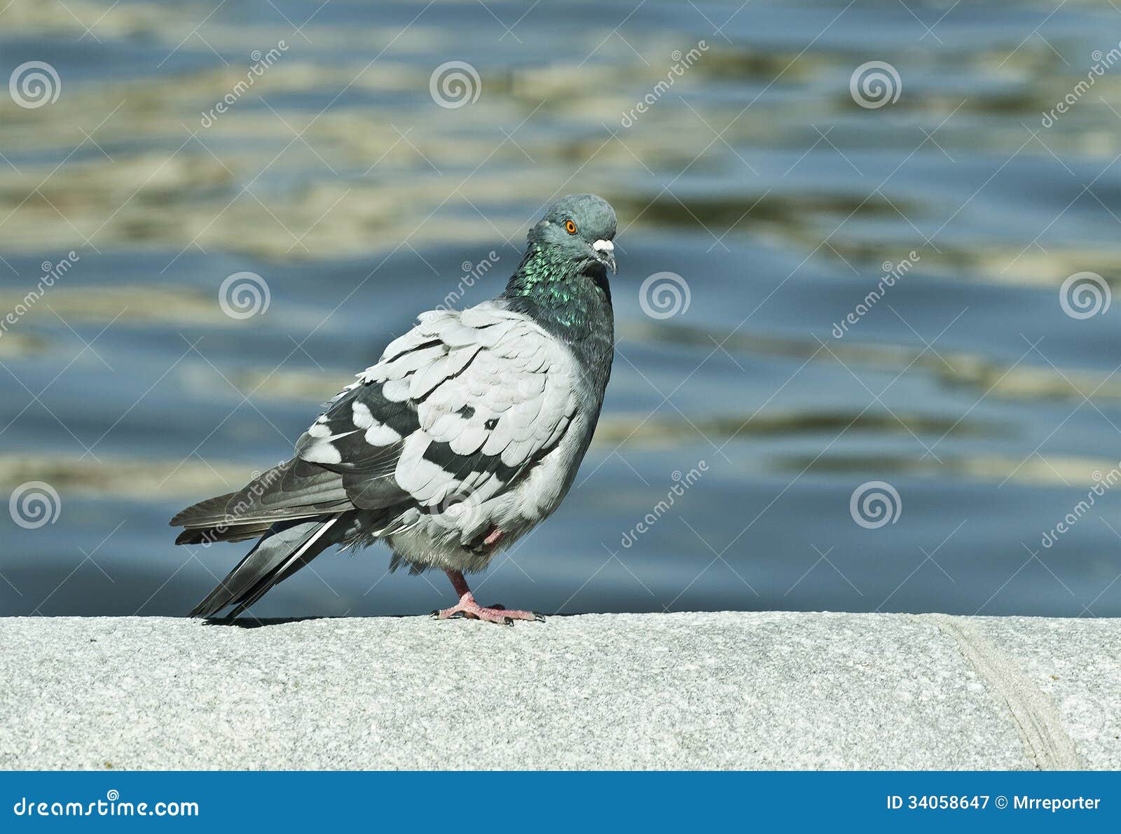 Pomba imagem de stock. Imagem de ornitologia, pombo, fauna - 34058647