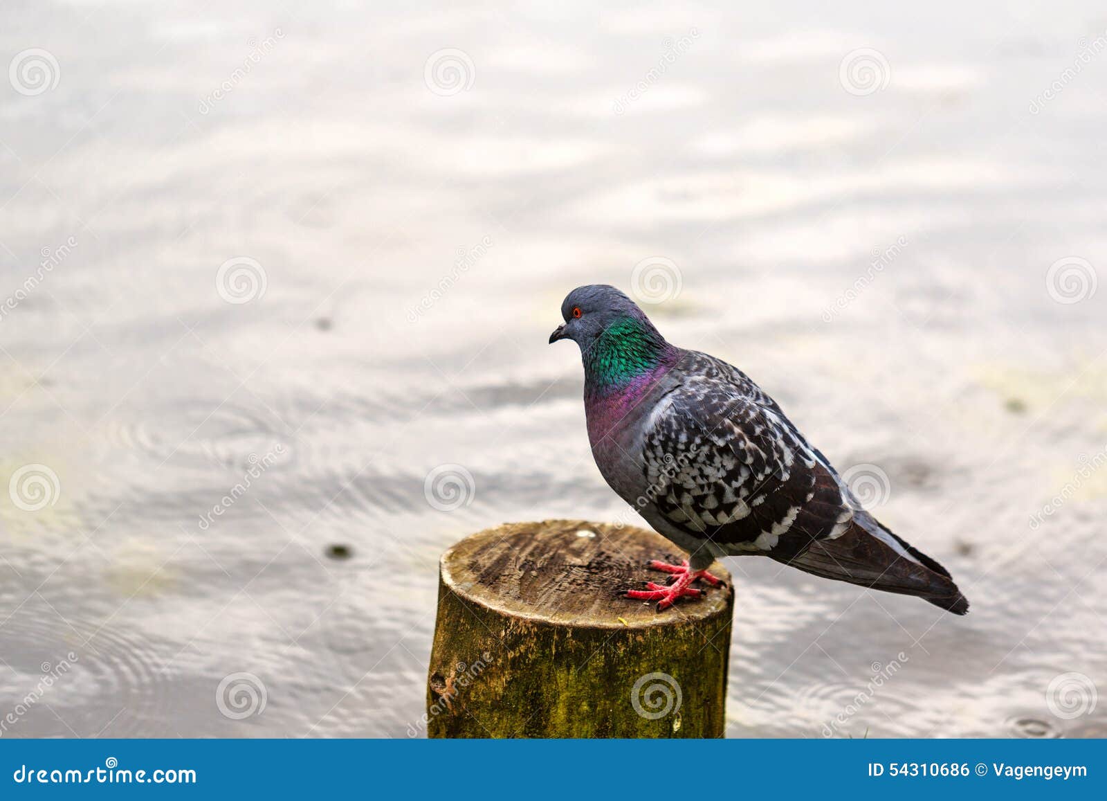 Pomba foto de stock. Imagem de silvicultura, parque, fauna - 54310686
