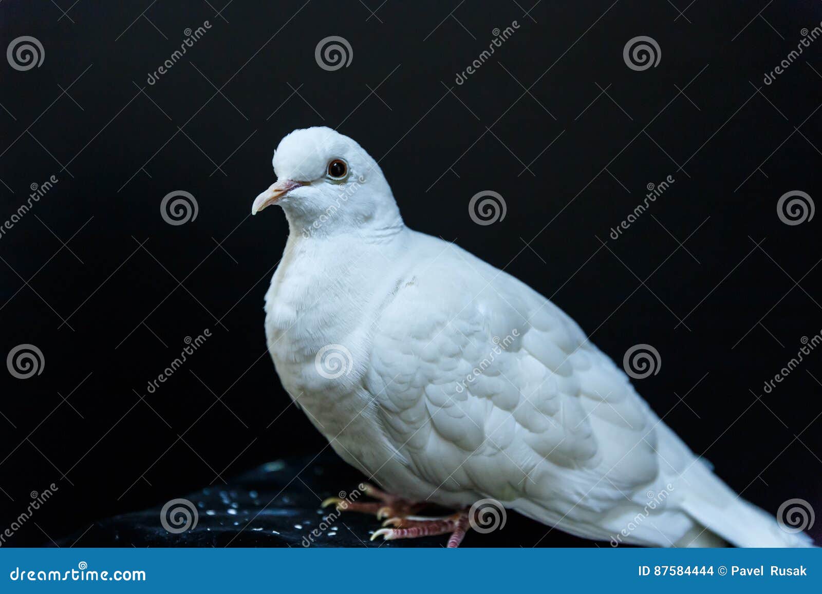 Pomba bonita do branco foto de stock. Imagem de pombas - 87584444