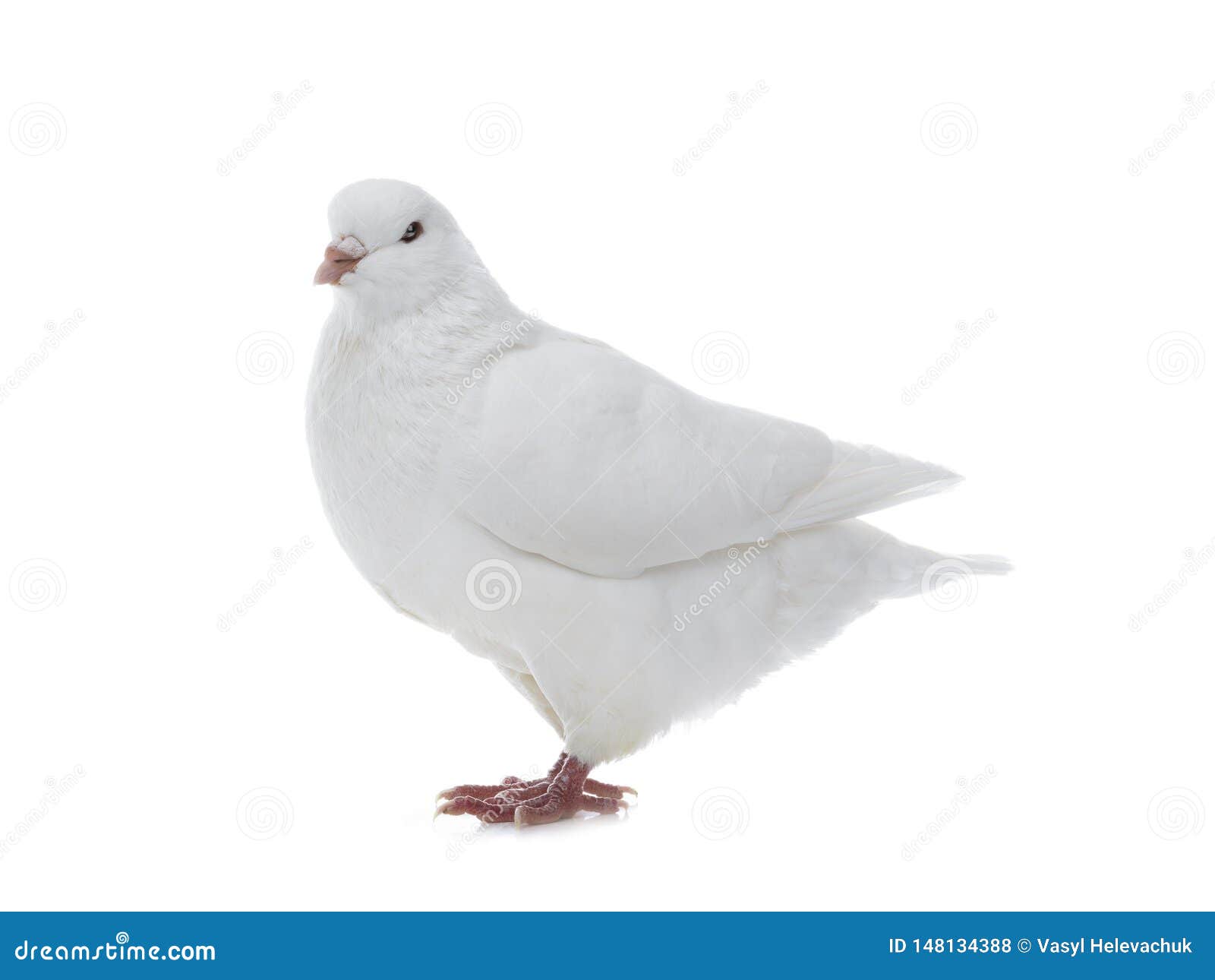 Pomba branca isolada foto de stock. Imagem de bico, branco - 148134388