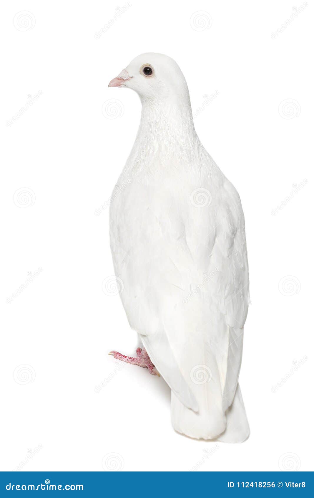 Pomba Branca Isolada No Branco Foto de Stock - Imagem de livre, pombo ...