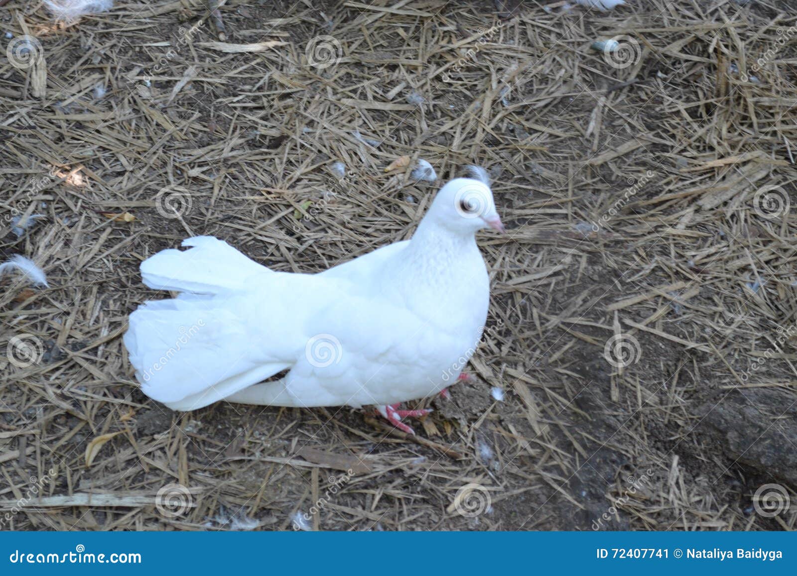 Pomba branca, pombo branco imagem de stock. Imagem de grama - 72407741